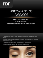 Anatomía Del Seno Camerular | PDF | Glaucoma | Visión