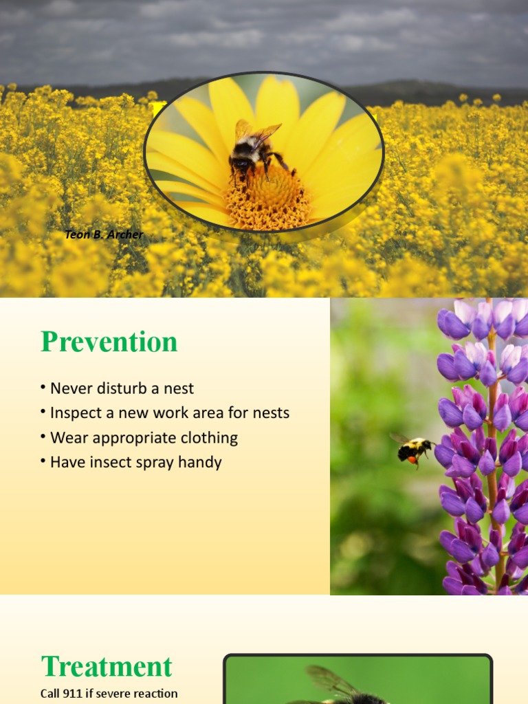 Bee Sting Prevention and Treatment Guide | PDF