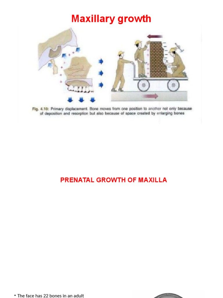 Maxillary Growth | Download Free PDF | Skull | Face