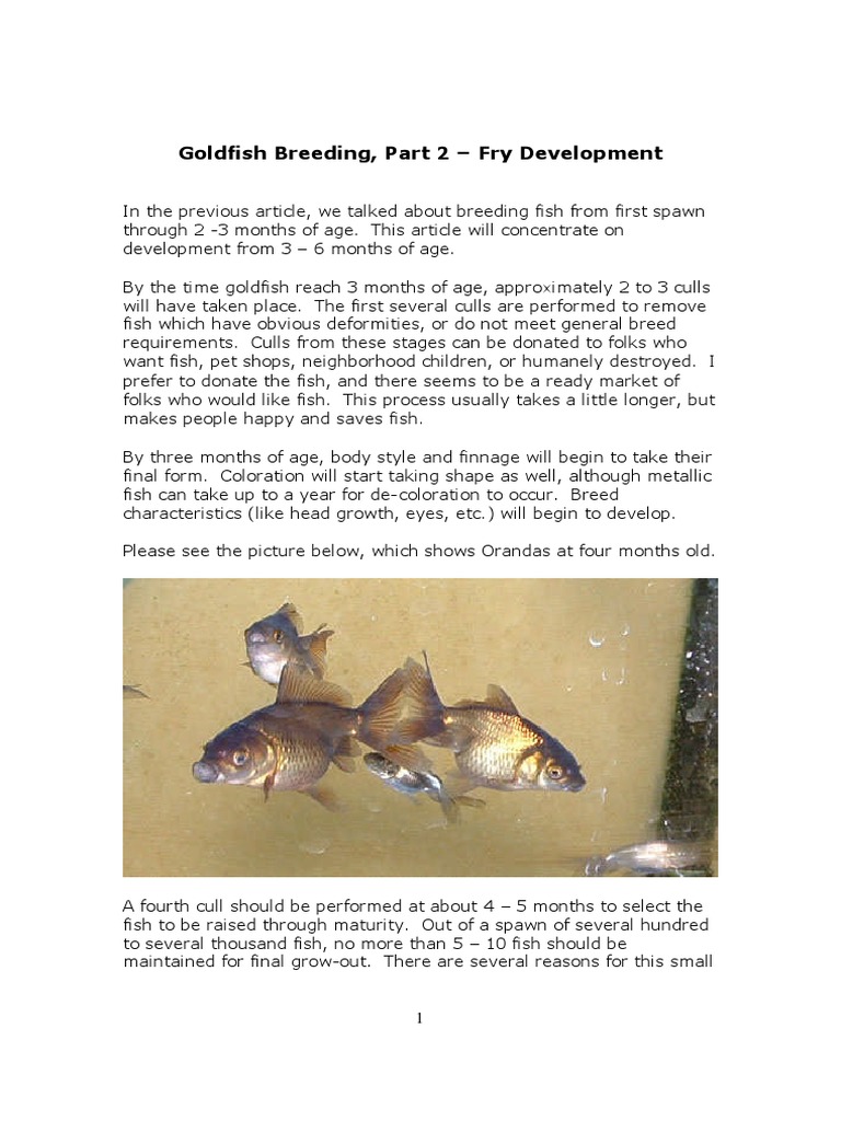 Goldfish Breeding - Part 2 | PDF | Spawn (Biology) | Fish