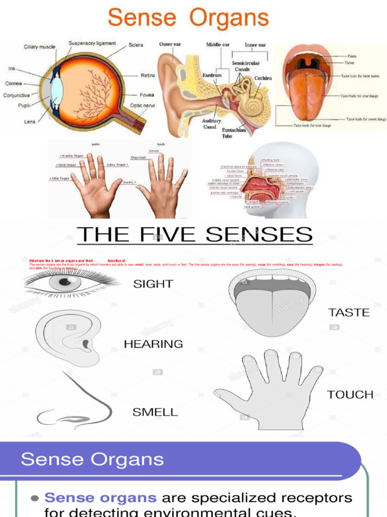 Functions of the Five Sense Organs | PDF | Self-Improvement | Wellness