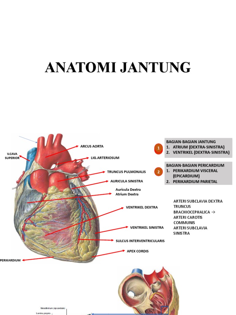 Anatomi Jantung | PDF