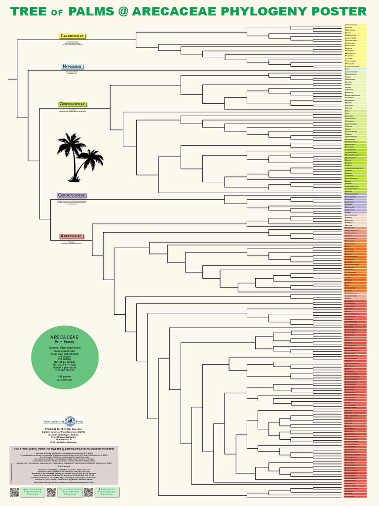 Tree Palms at Arecaceae Phylogeny Poster | PDF | Arecaceae | Flora