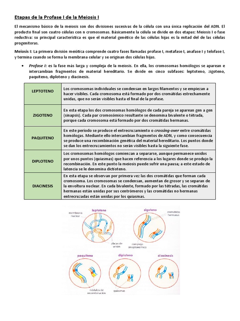 Etapas de La Profase I de La Meiosis I | PDF | Mitosis | Procesos celulares