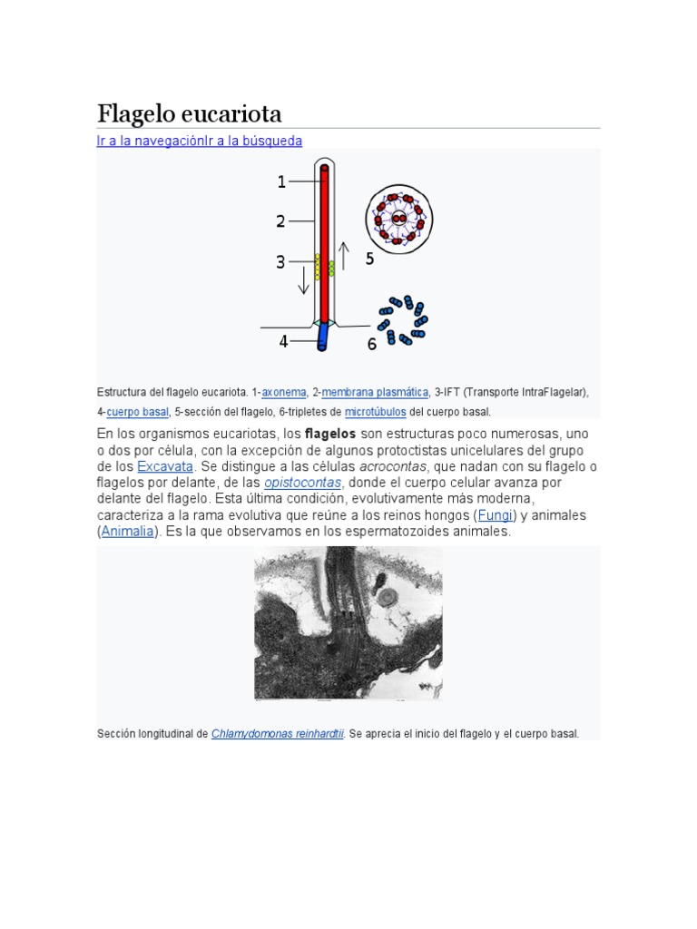 Estructura y función del flagelo eucariota | PDF | Microtúbulos ...
