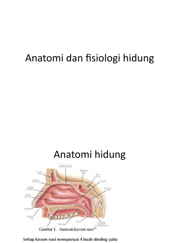 Anatomi Dan Fisiologi Hidung | PDF