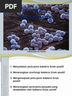 Flow Chart For Bacterial Identification | PDF