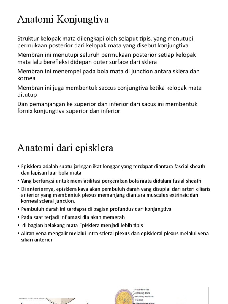 Anatomi Konjungtiva | PDF