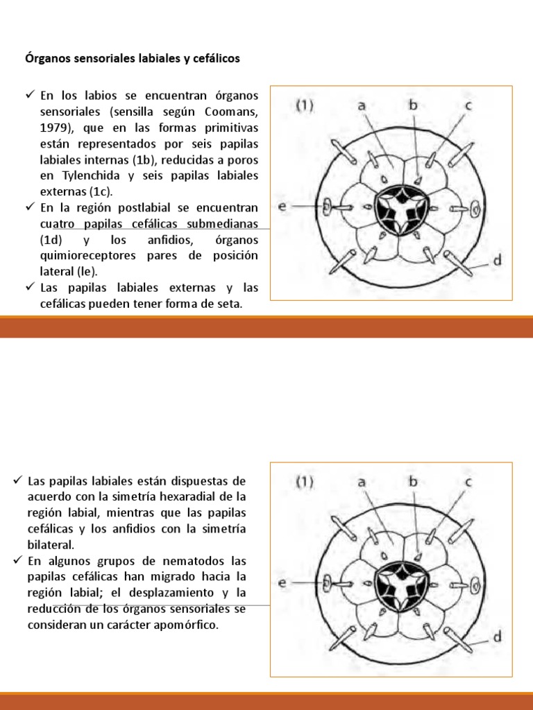 S9T Organos Sensoriales, Reproduccion, Ciclo | PDF | Nematodo | Sistema reproductivo