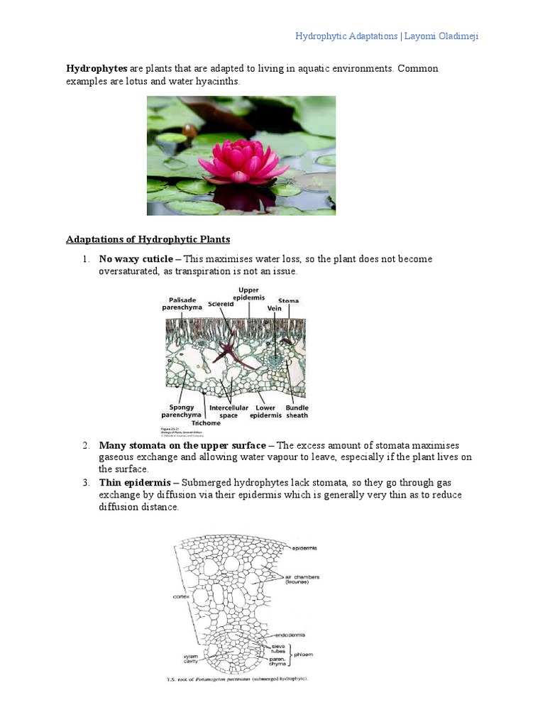 Biology - Hydrophytic Adaptations | PDF | Home & Garden