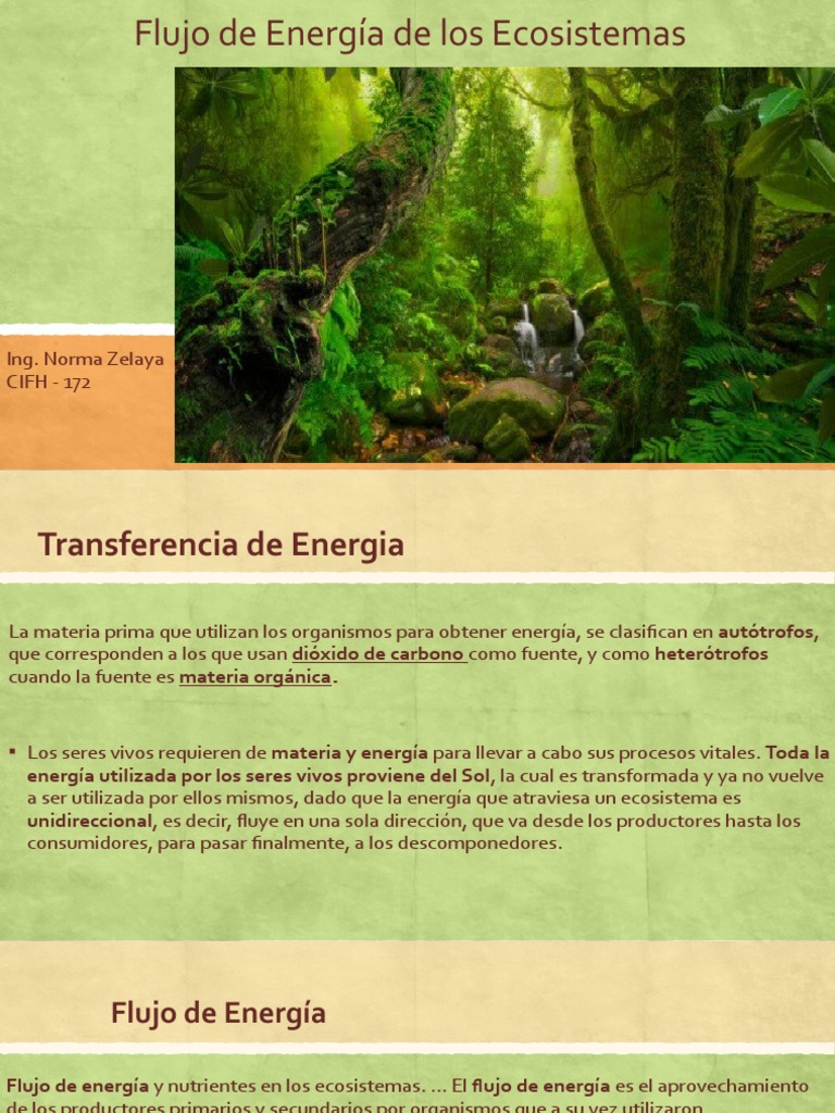 Energía y Ciclos en Ecosistemas | PDF | Red alimentaria | Fotosíntesis