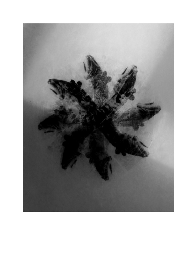 Sol Niger | PDF | Jonah | Dionysus