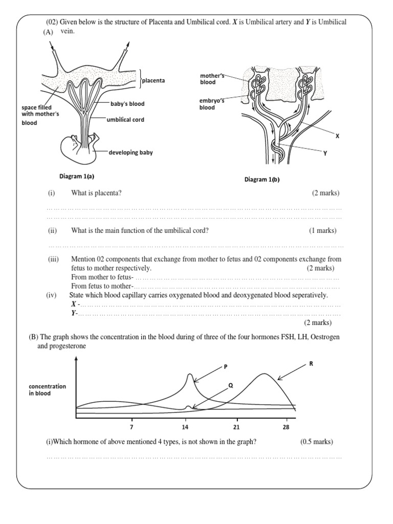 Placenta Mother's Blood Embryo's Blood: Diagram 1 (A) Diagram 1 (B ...