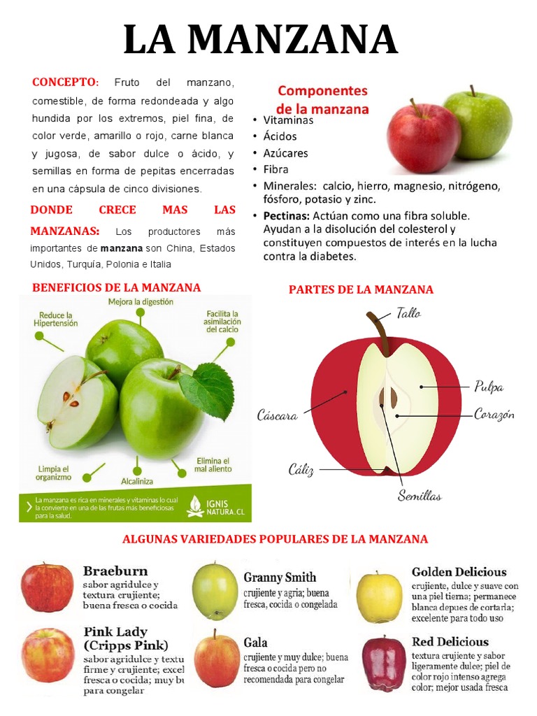Todo Sobre La Manzana | PDF