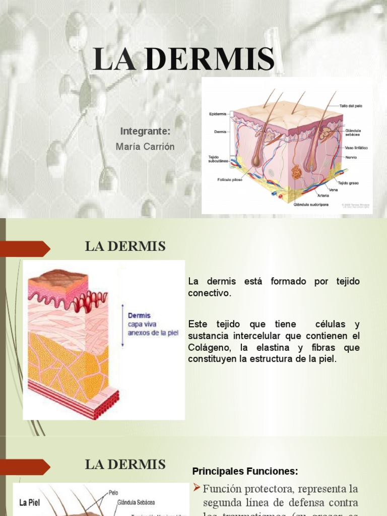 Funciones y Estructura de la Dermis | PDF
