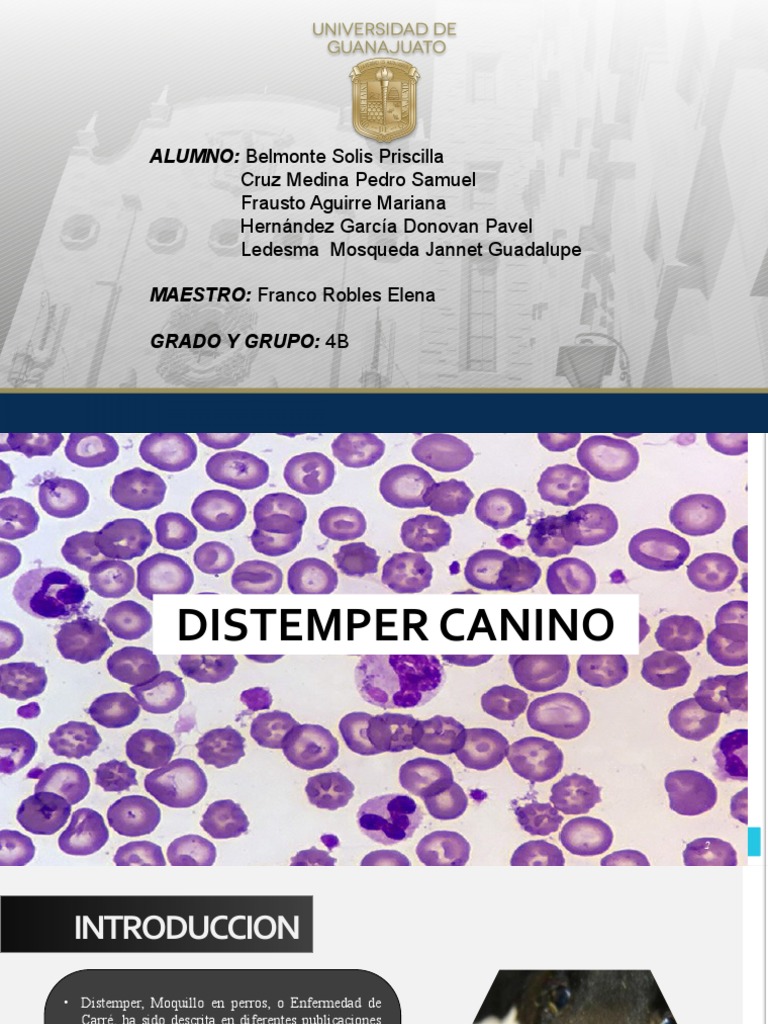 Distemper Canino Presentacion | PDF | T Helper Cell | Sistema inmune