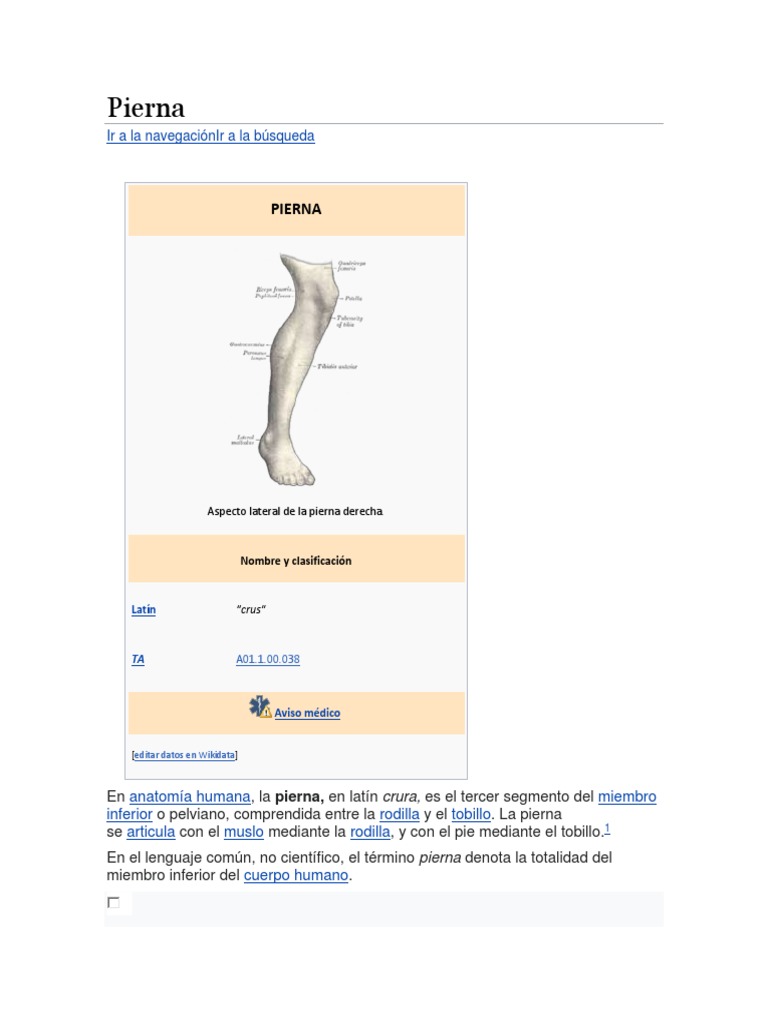 Anatomía y Terminología de la Pierna | PDF