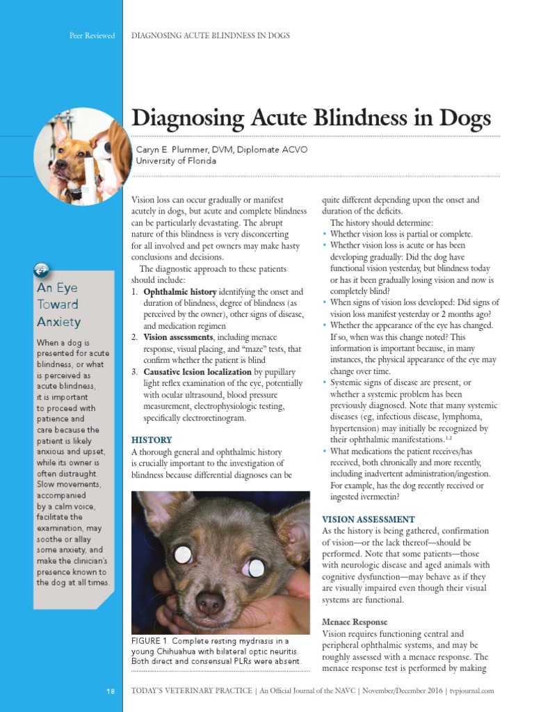 Acute Blindness in Dogs | PDF | Visual System | Glaucoma