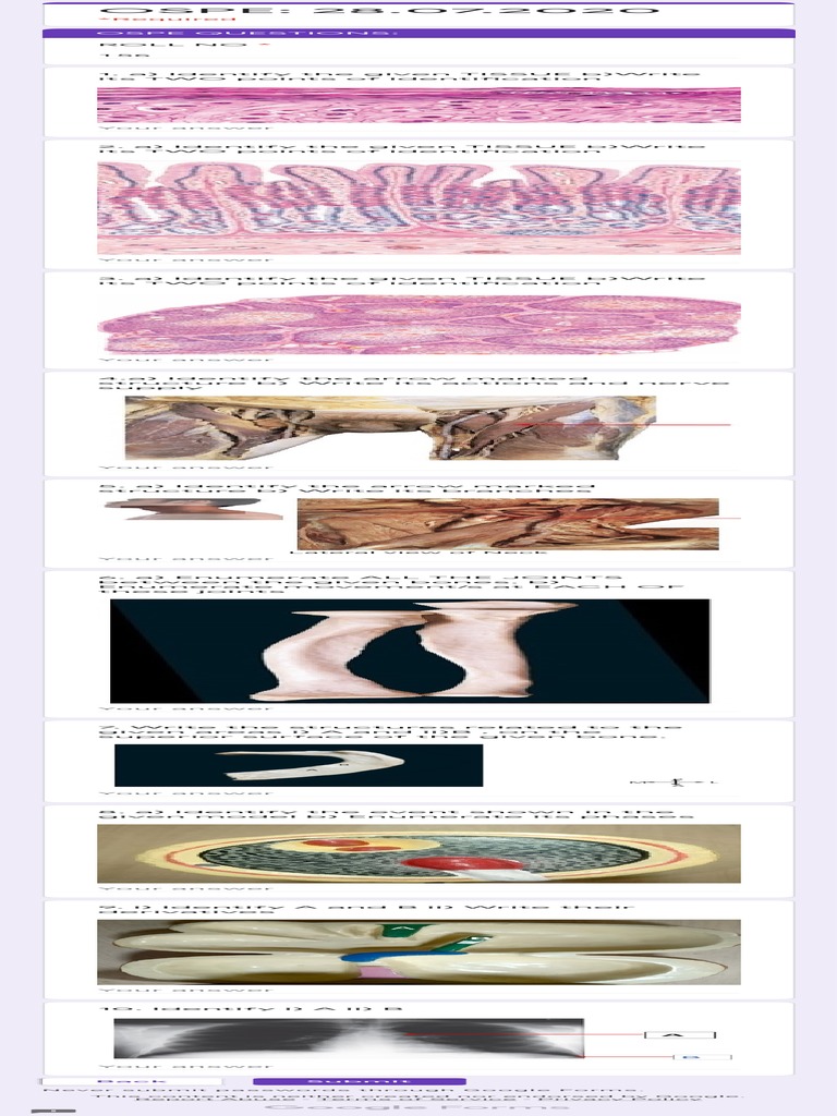 28anat Ospe Questions | PDF