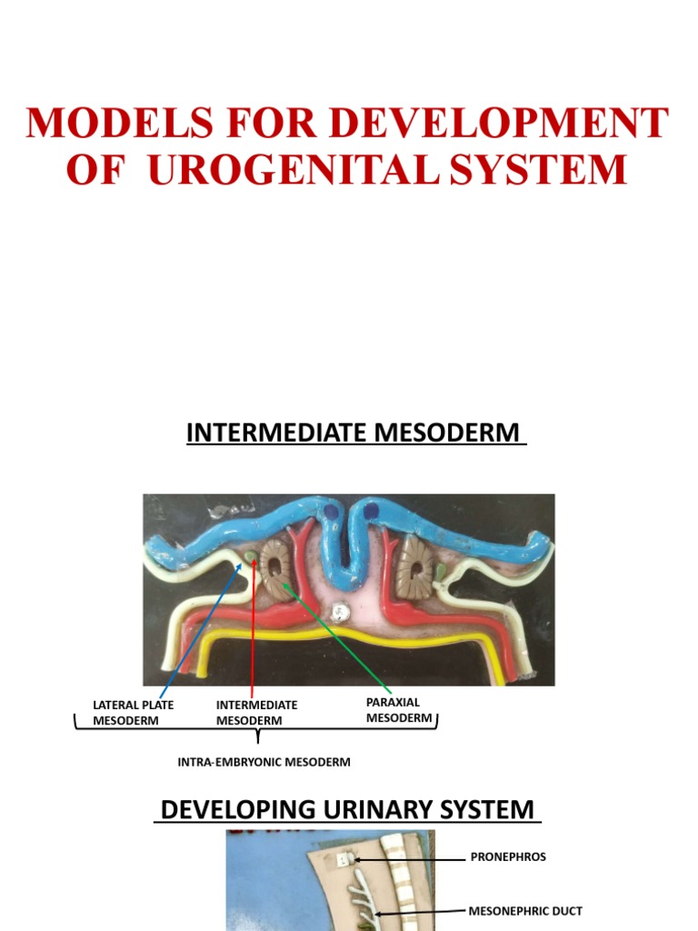 Models For Development of Urogenital System | PDF | Urinary System ...