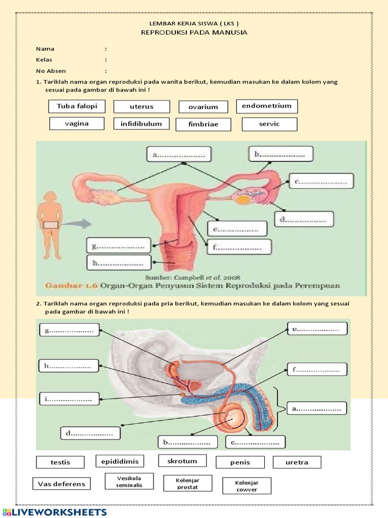 Contoh LKP Liveworksheet Repro | PDF | Sains & Matematika