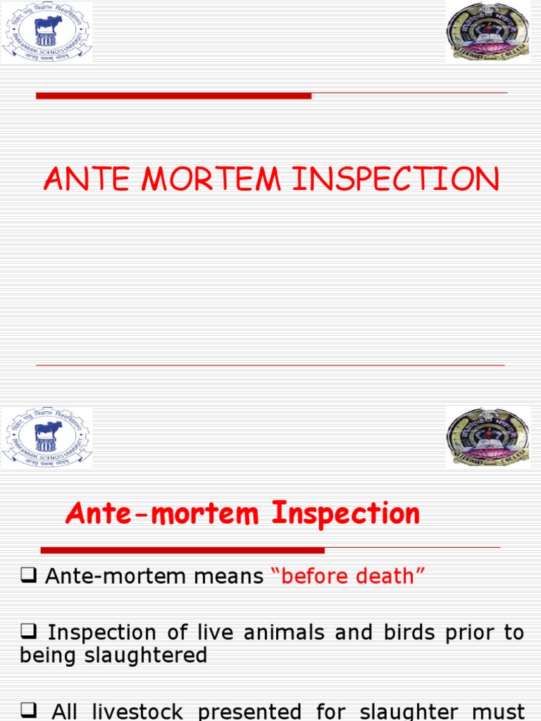 Ante Mortem Examination | PDF | Animal Slaughter | Slaughterhouse