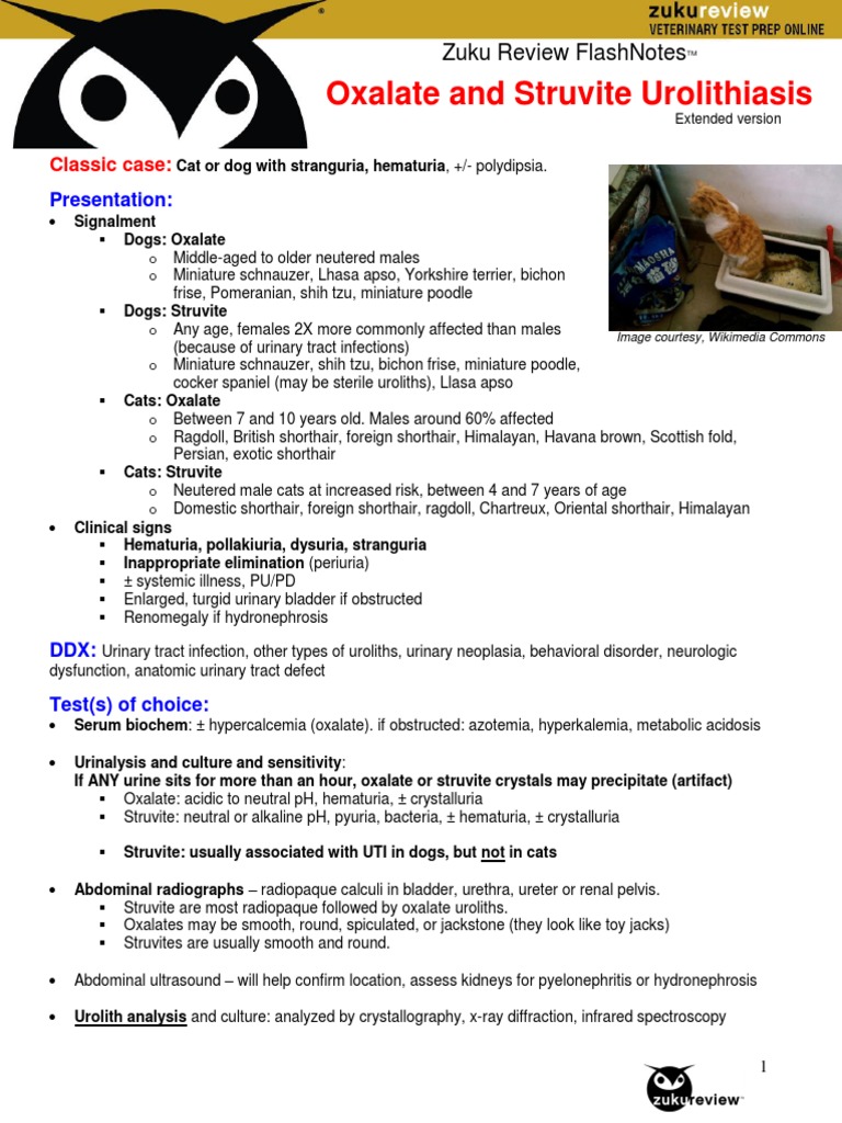 Zuku Visual Flashnotes Urolithiasis Extended | PDF | Urology ...