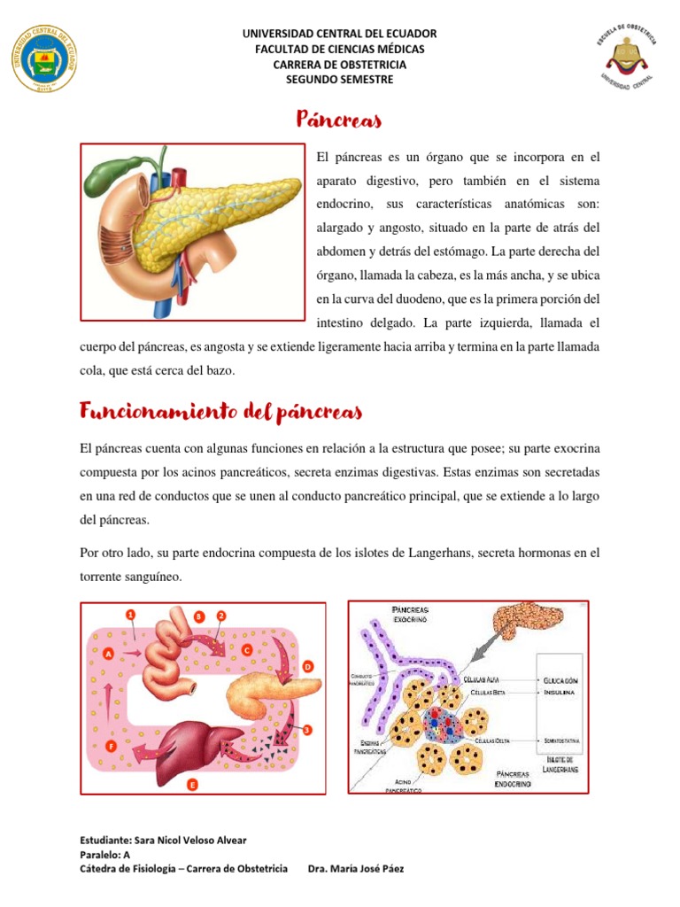 Páncreas | PDF | Páncreas | Insulina