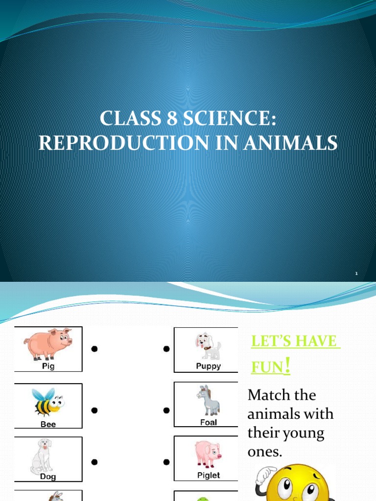 Class 8 Science: Reproduction in Animals | PDF | Fertilisation | Sexual ...