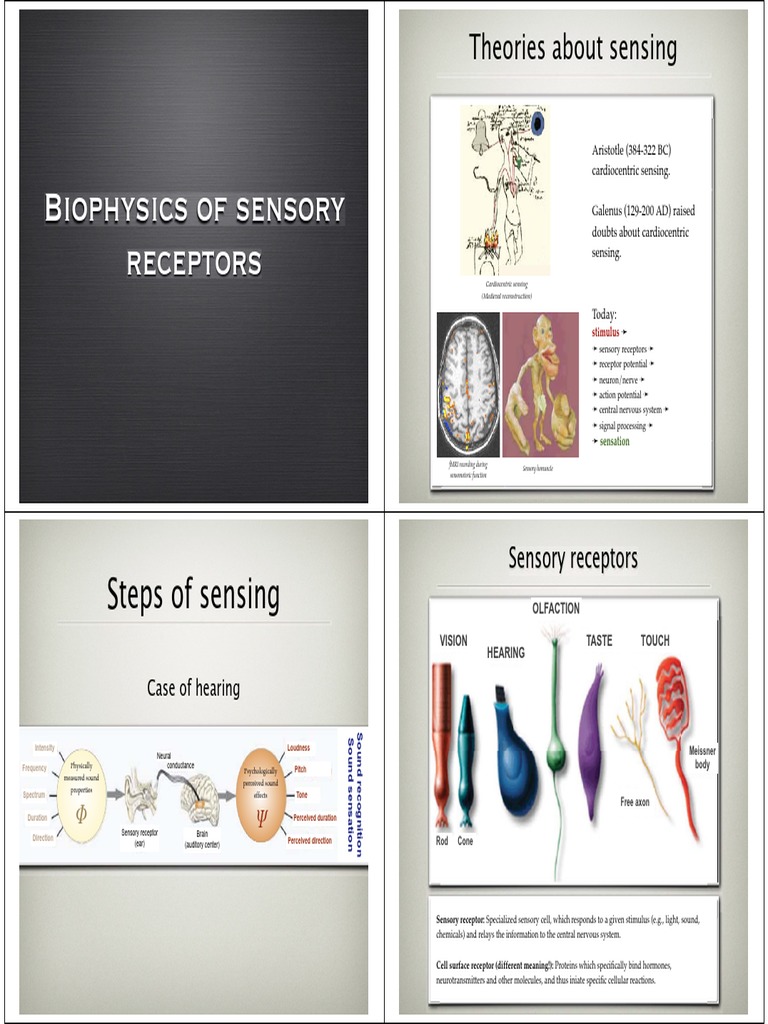 Biophysics of Sensory Receptors | PDF | Senses | Stimulus (Physiology)