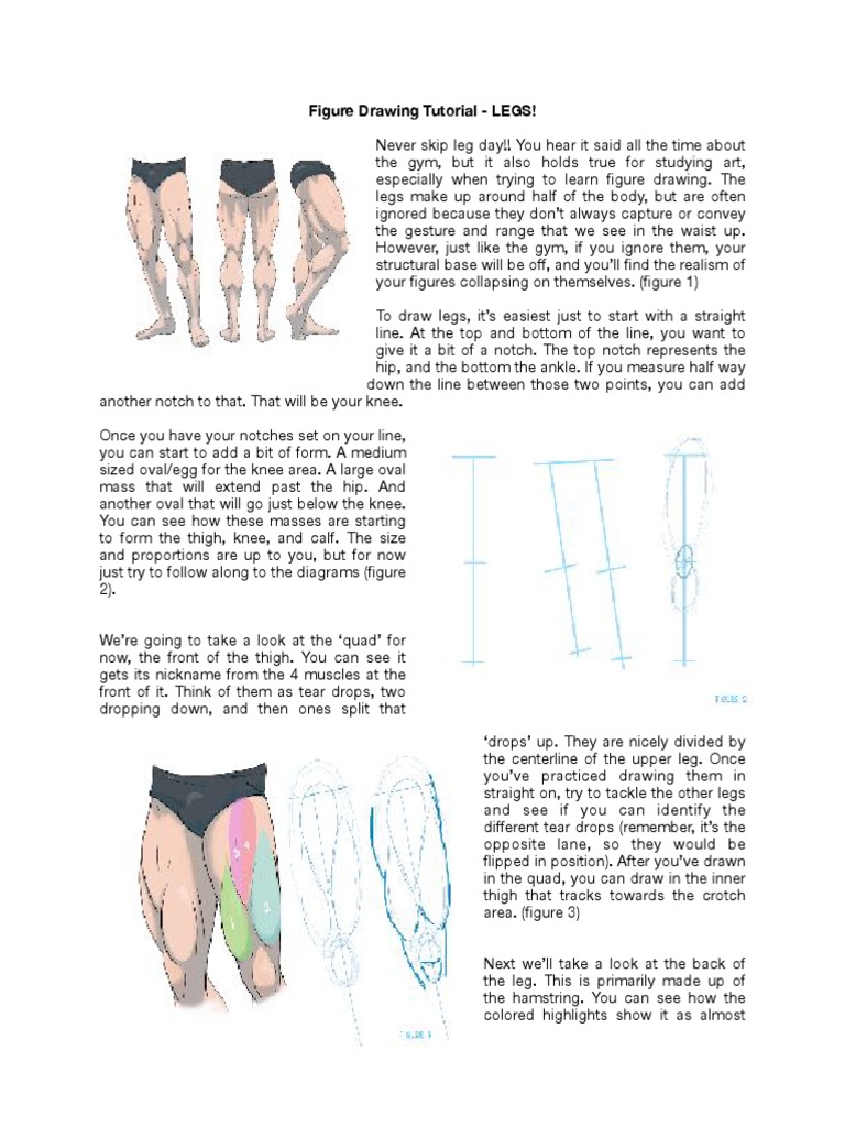 Leg Anatomy | PDF | Figure Drawing