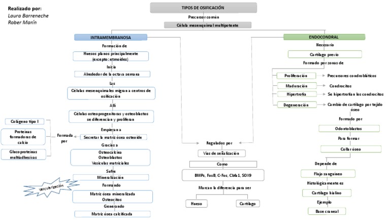 Mapa Conceptual CCN y Plácodas | PDF | Cartílago | Hueso