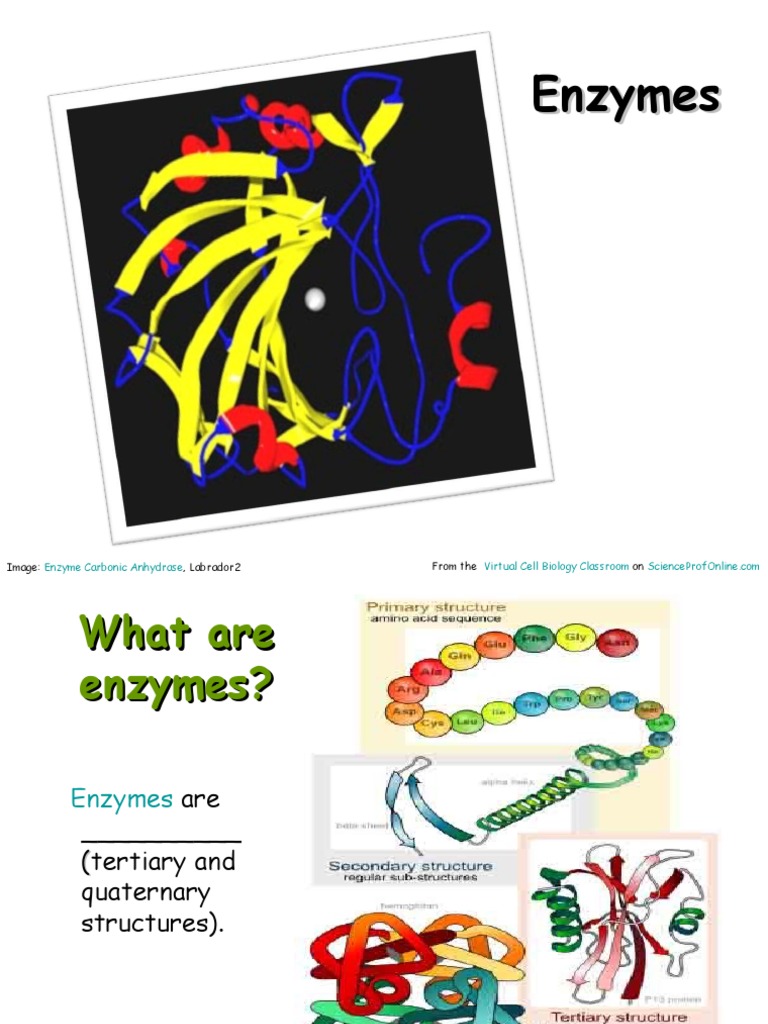 Enzymes Cell Biology Lecture PowerPoint VCBC | PDF | Enzyme | Cofactor ...
