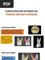 Primer Molar Inferior Temporal | PDF | Odontología | Ramas de Odontología