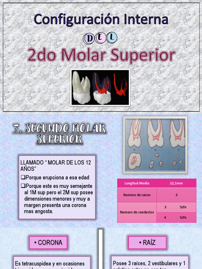 Segundo Molar Superior | PDF