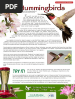 Reading Comprehension - Hummingbirds | PDF