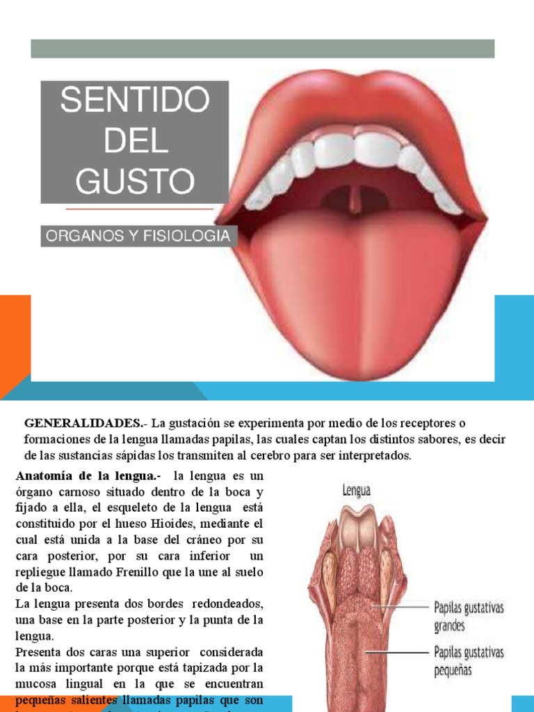 Anatomía De La Lengua Y Papilas Gustativas