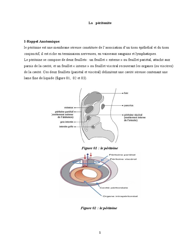 Comprendre la péritonite et ses causes | PDF | Péritoine | Maladies et ...