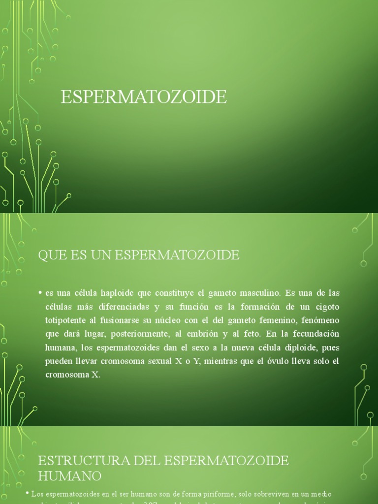 Espermatozoide | PDF | Biología Celular | Biología