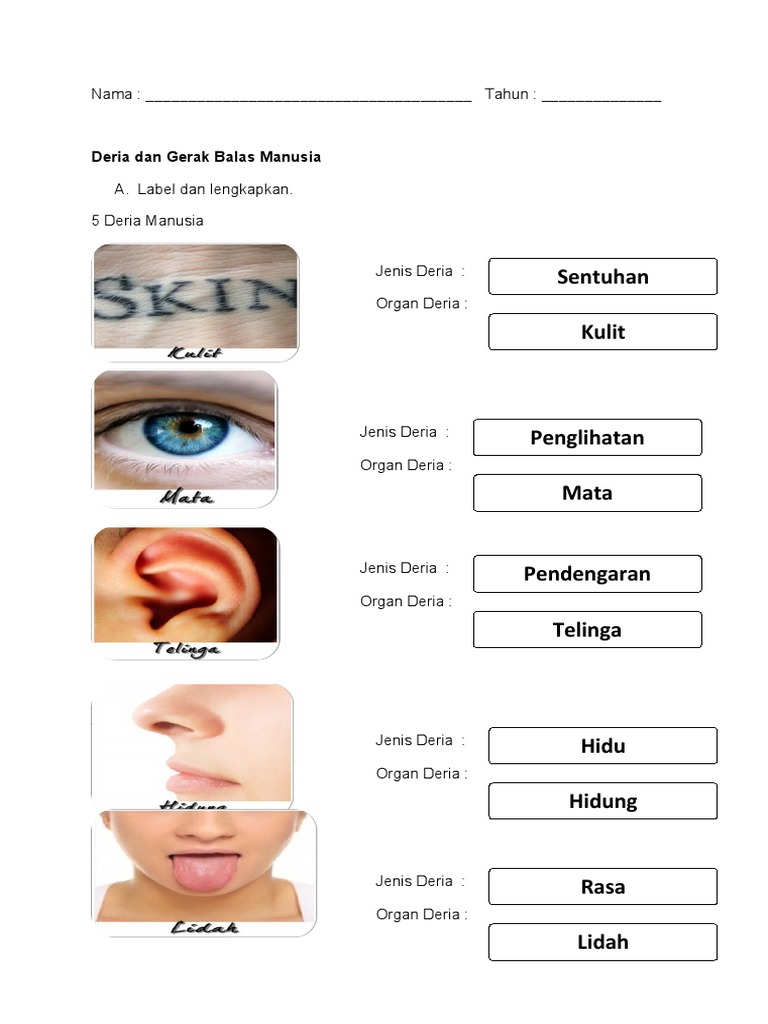 DERIA (Jawapan) | PDF