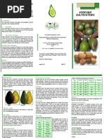 Hass Avocado Farming Guide | PDF | Grafting | Avocado