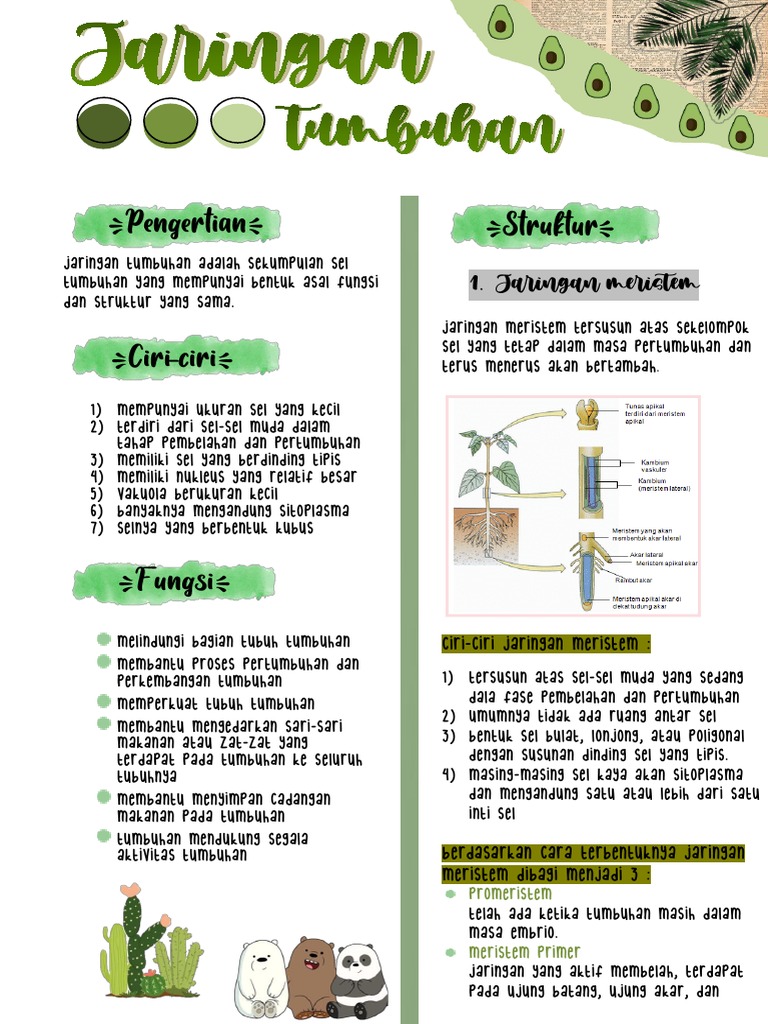 Felisa M. Jaringan Tumbuhan | PDF Felisa M. Jaringan Tumbuhan | PDF