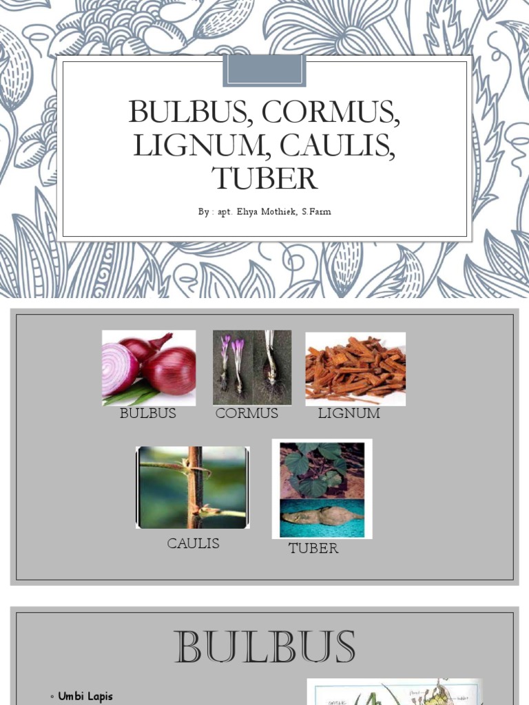 Bulbus, Cormus, Lignum, Caulis | PDF