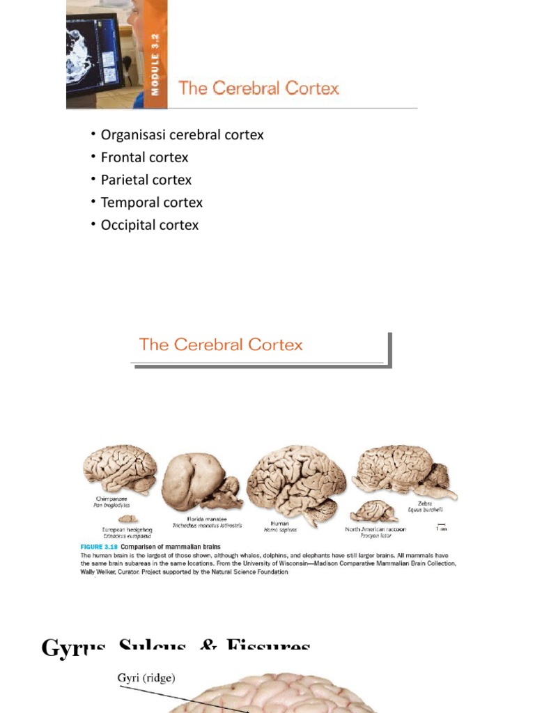 Materi Cerebral Cortex | PDF