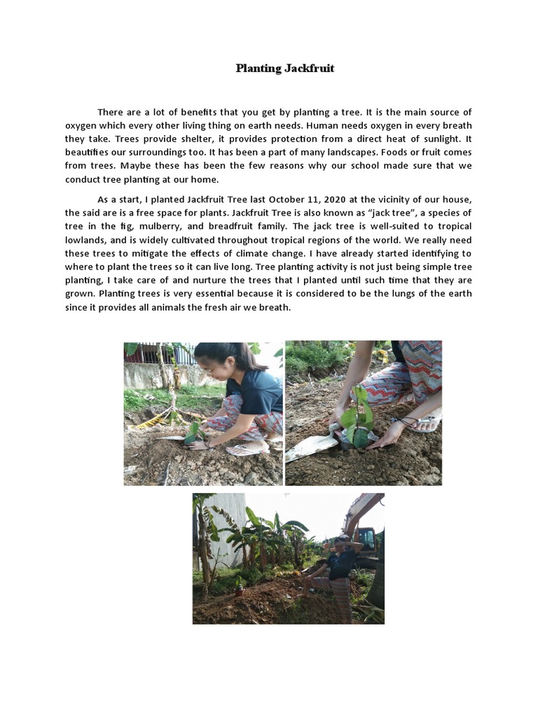 Narrative Report Tree Planting | PDF | Trees | Bonsai