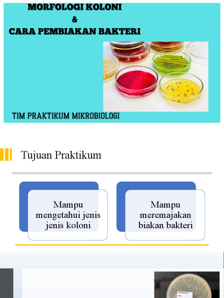 Morfologi Koloni Dan Cara Pembiakan Bakteri | PDF