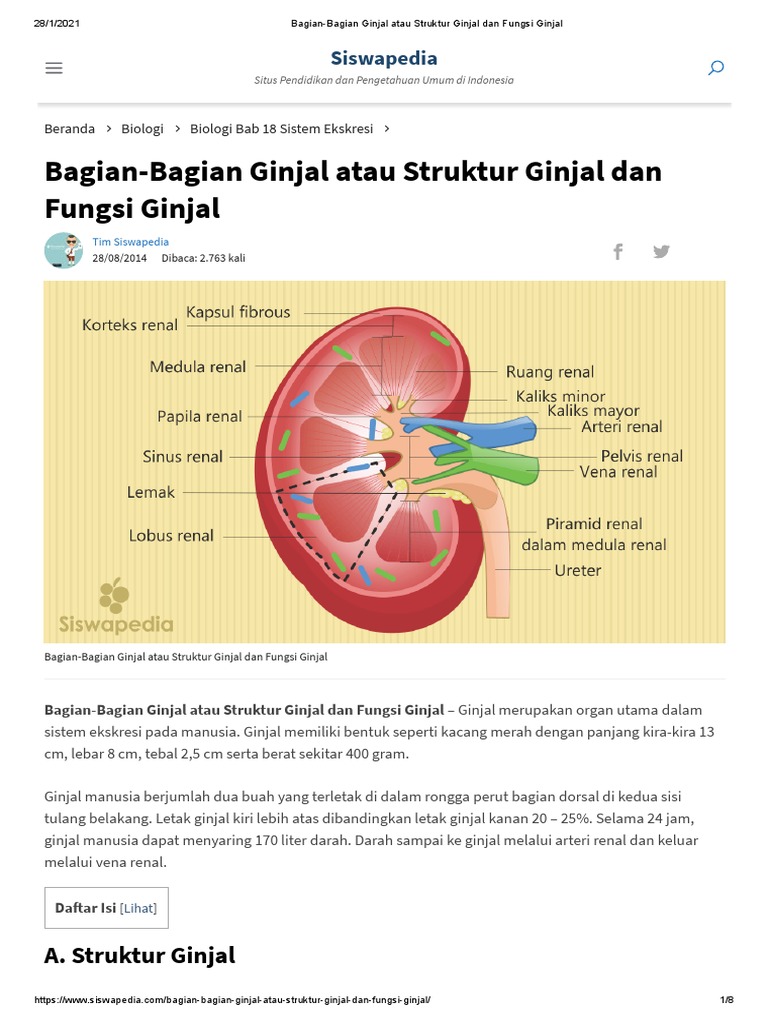 Bagian-Bagian Ginjal Atau Struktur Ginjal Dan Fungsi Ginjal | PDF