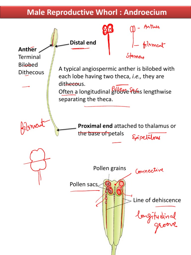 The Structure and Development of the Male and Female Reproductive ...