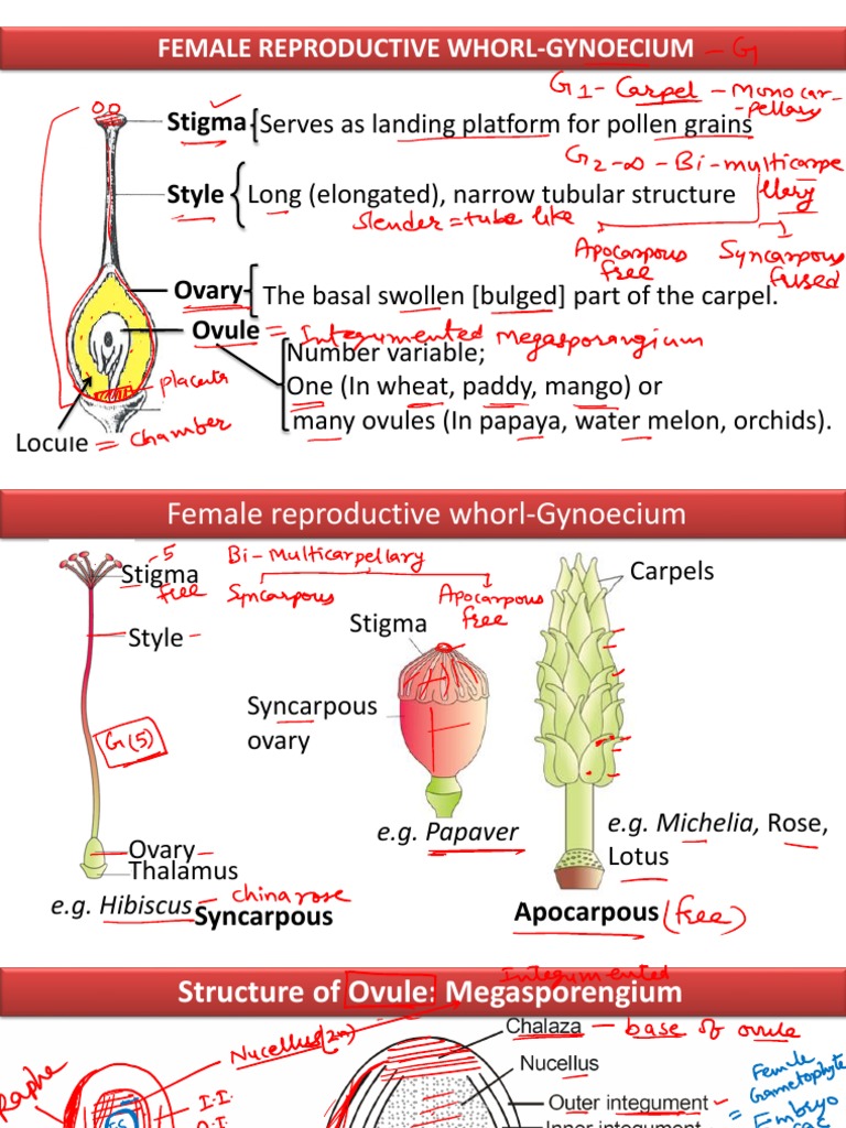 Gynoecium Structure & Pollination Types | PDF | Flowers | Pollination