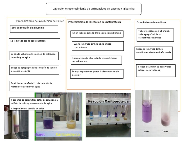 Procedimiento de La Reacción de Biuret | PDF